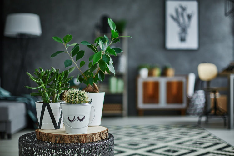 How To Reduce Toxins In Your Home | Xtrema Cookware